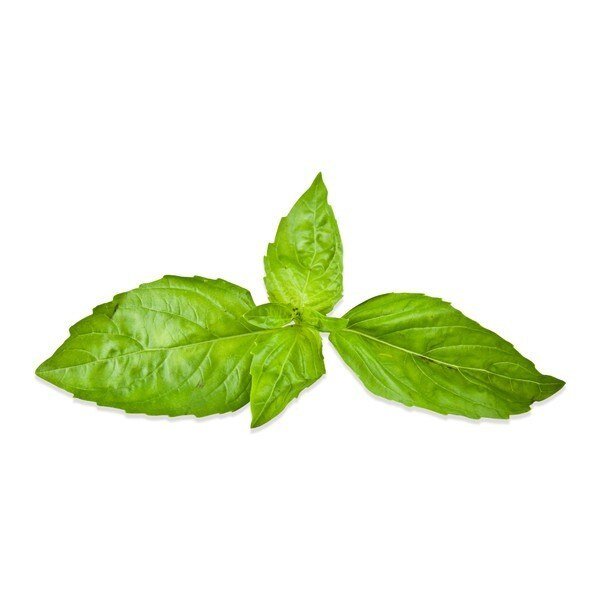 Basil Italian – DioniFarm